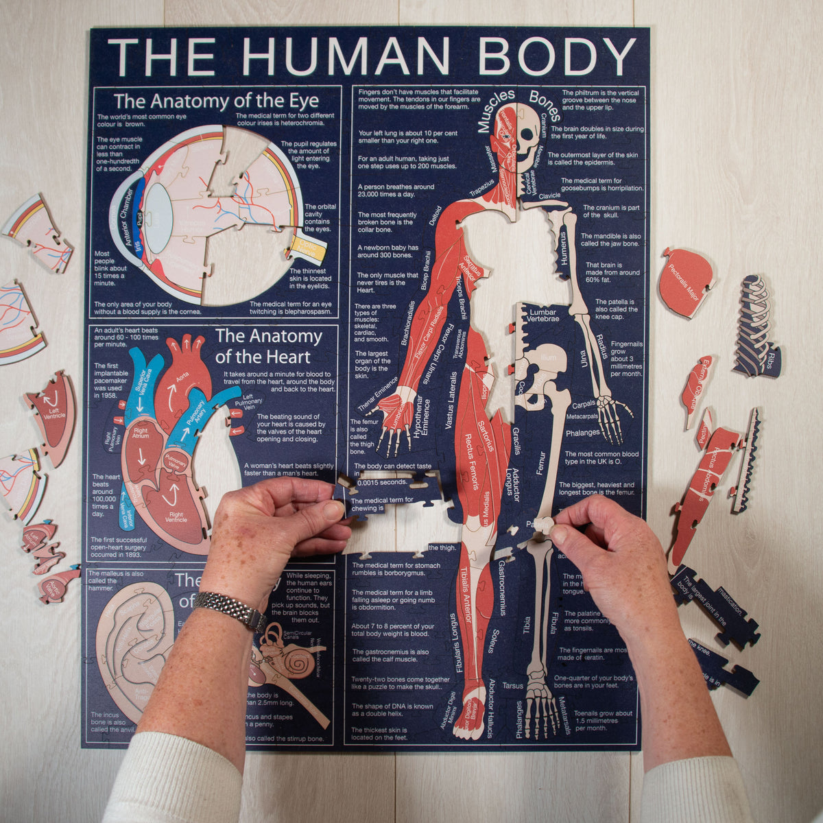 The Human Body Puzzle – HeirloomPuzzles